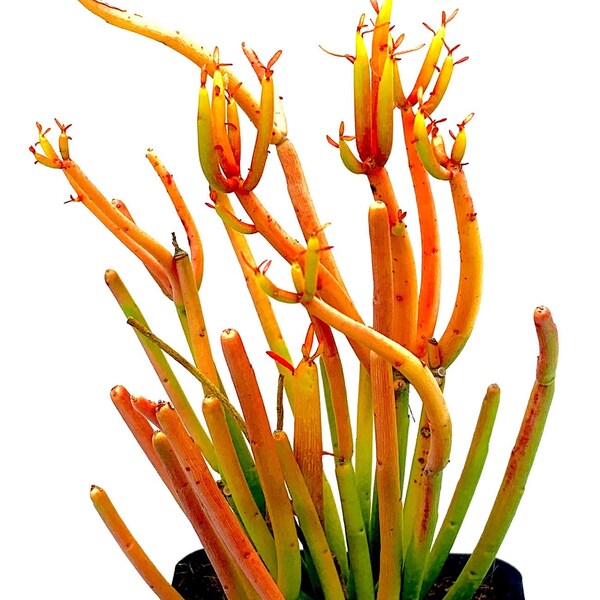 Fire Sticks Succulent - Etsy