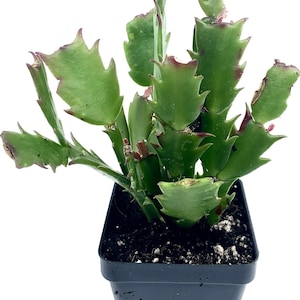 2” Pastel Pink Christmas Cactus Live Plant-zygo Cactus Schlumbergera ...