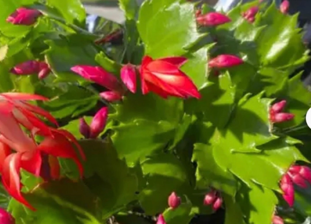 2” True Red Christmas Cactus Live Plant-zygo Cactus Schlumbergera, Easy ...