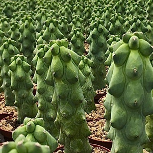 6” Rare Boobie Cactus - Myrtillocactus Geometrizans Fukurokuryuzinboku ...