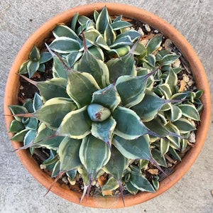 6” Dwarf Agave Applanata-cream Spike- Live Plant Cactus, Varigated Blue ...