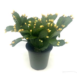 White Spring Cactus Live Plant-rhipsalidopsis. Newly Planted in 4" Pot ...