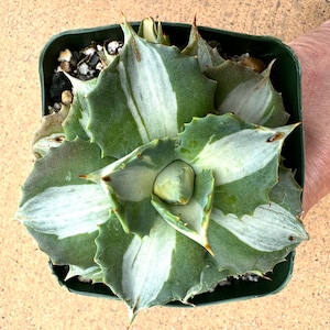 6 Dwarf Butterfly Agave Variegated Agavei Isthmensis 'ohi Raijin Shiro ...