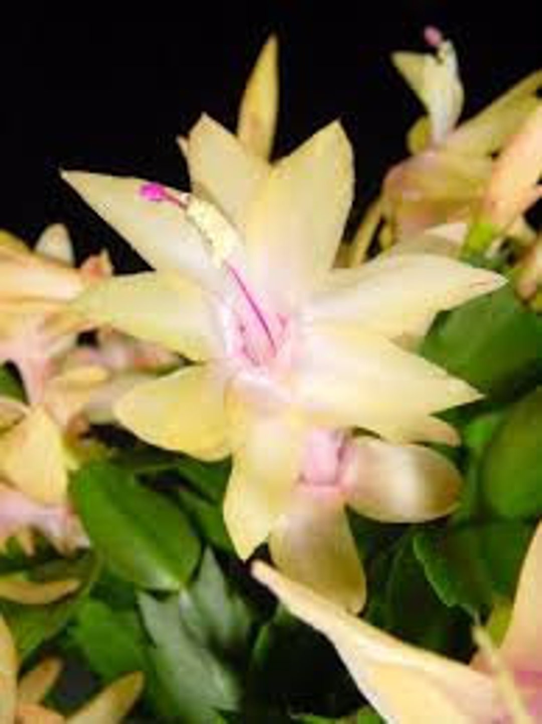 2" Yellow Holiday Cactus Live Plant-zygo Cactus Schlumbergera, Easy to ...