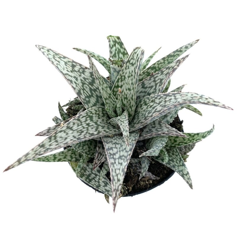 Aloe Hybrid - Etsy