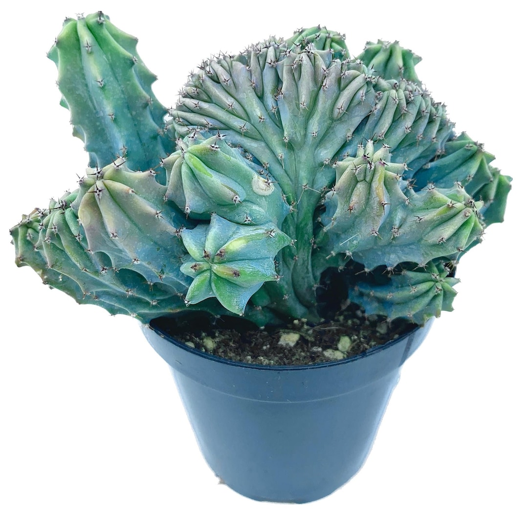 Rare Blue Candle Crest Cactus-myrtillocactus Geometrizans Cristata ...