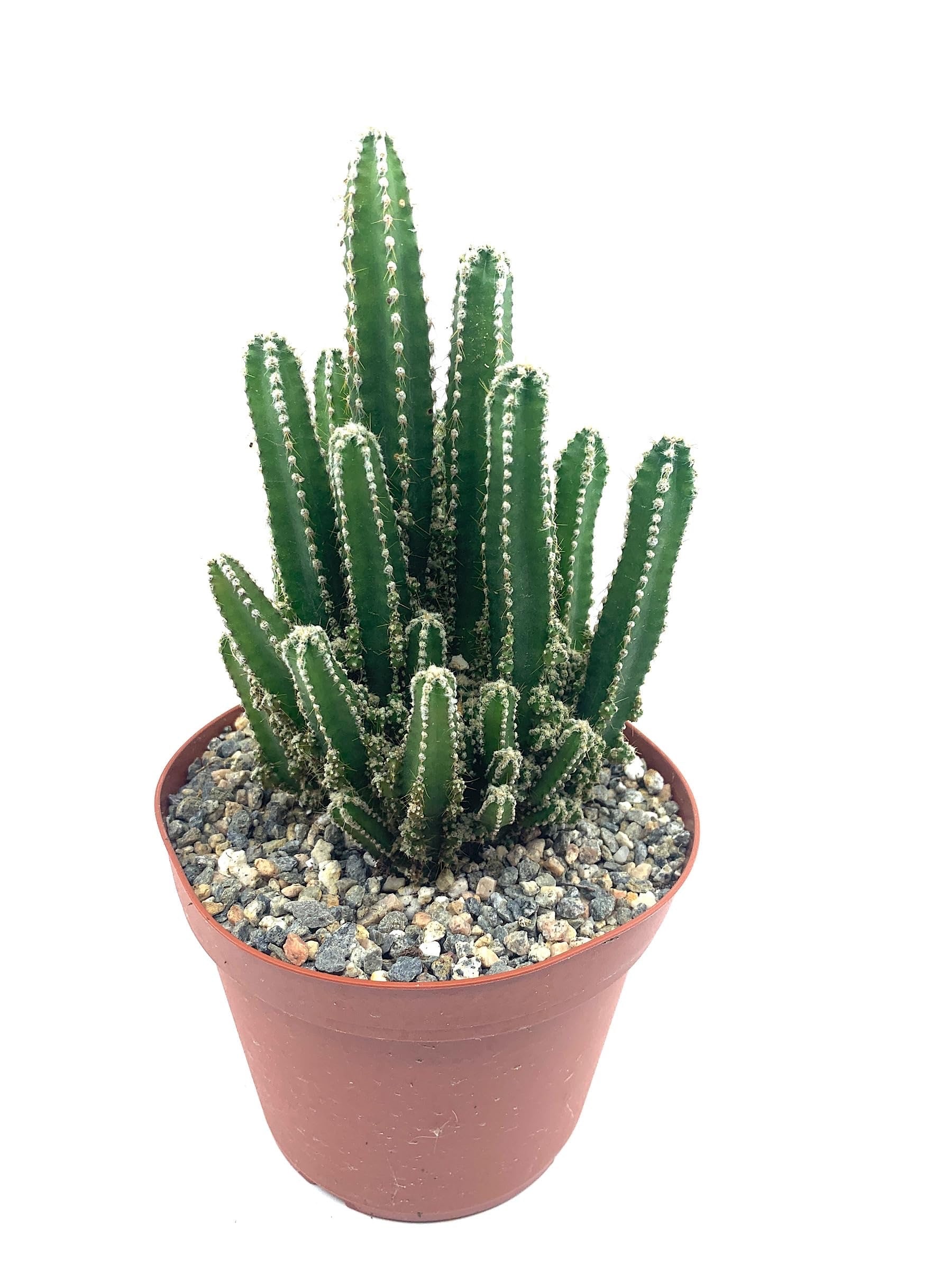 Rare 8” Fairy Castle Cactus, Acanthocereus Tetragonus, Easy to Grow - Etsy