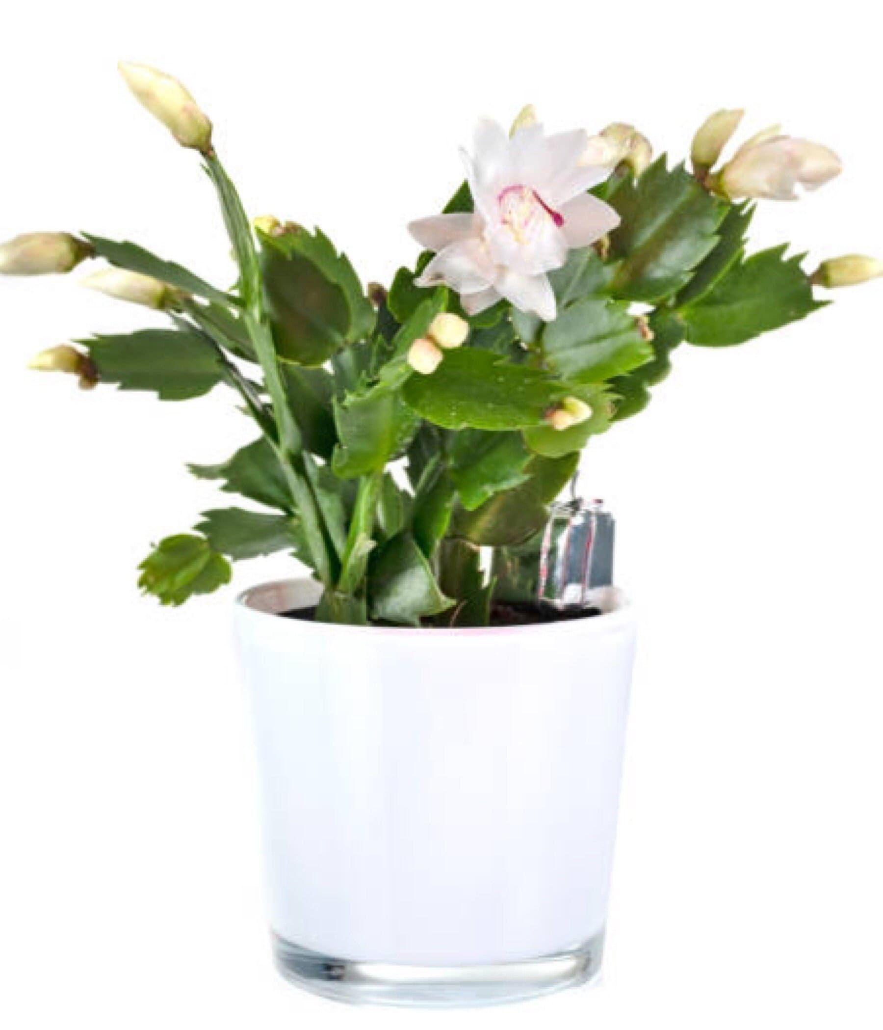 4" Cream White Holiday Cactus Live Plant-zygo Cactus Schlumbergera,easy ...