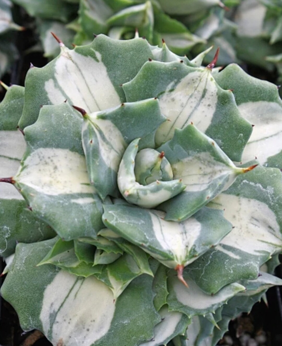 6 Dwarf Butterfly Agave Variegated Agavei Isthmensis 'ohi Raijin Shiro ...