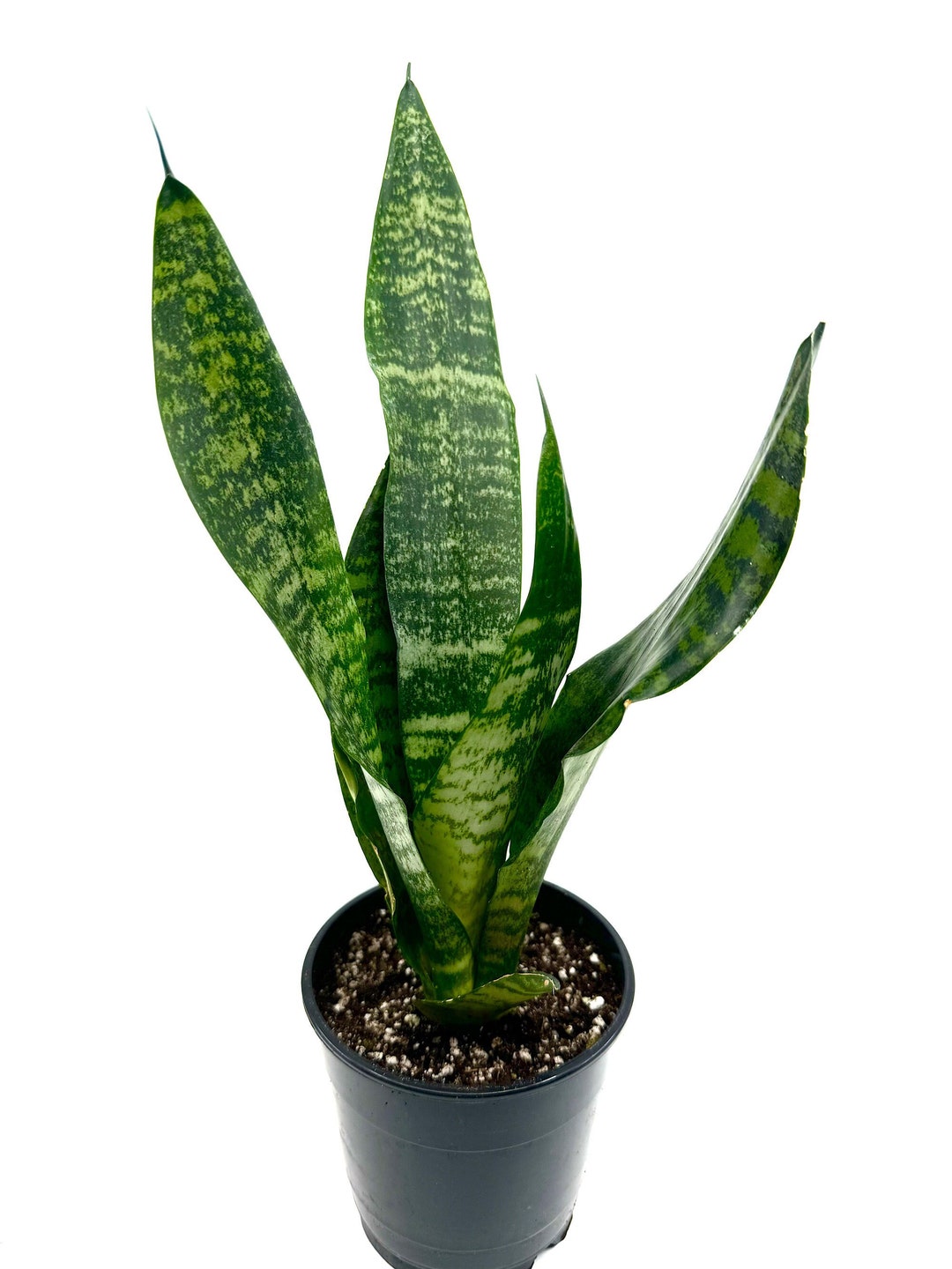 Houseplant Live Snake Plant-sansevieria Zeylanica Live Plant, Tropical ...