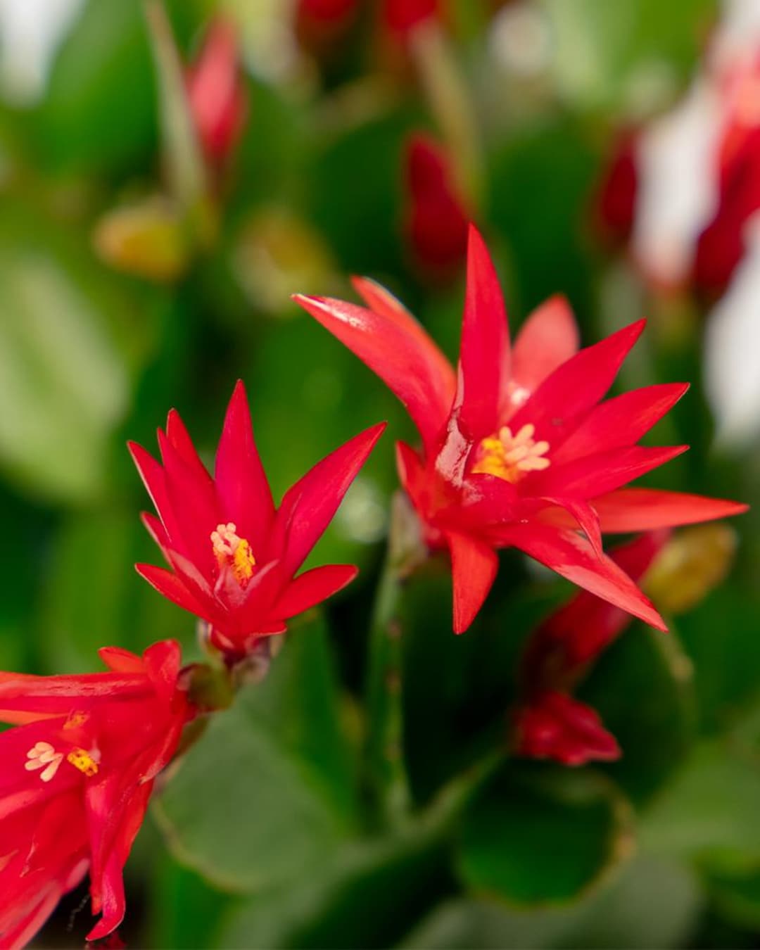 Red Spring Cactus Live Plant-rhipsalidopsis. Newly Planted in 4" Pot ...