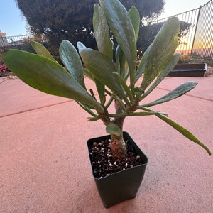 Tylecodon Paniculatus Bonsai Tree Cactus Plant Succulent-easy to Grow ...