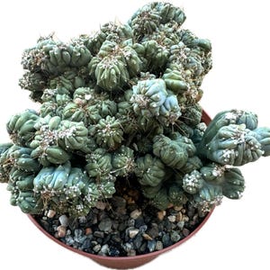 Monsters Cactus Green-cereus Forbesii Monstrose 'ming Thing' Large ...