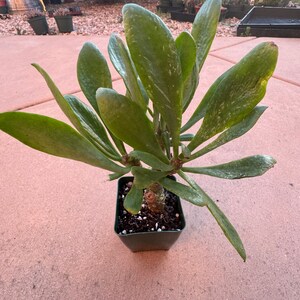 Tylecodon Paniculatus Bonsai Tree Cactus Plant Succulent-easy to Grow ...