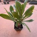 Tylecodon Paniculatus Bonsai Tree Cactus Plant Succulent-easy to Grow ...