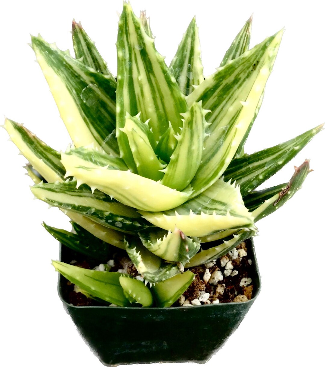 5" Aloe Perfoliata-mitre Aloe, Rubble Aloe Live Succulent Plant. Low ...