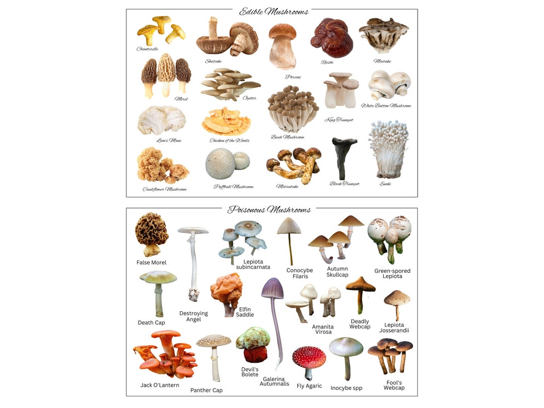 Edible Mushrooms Poster - Poisonous Mushrooms - Educational - Digital ...