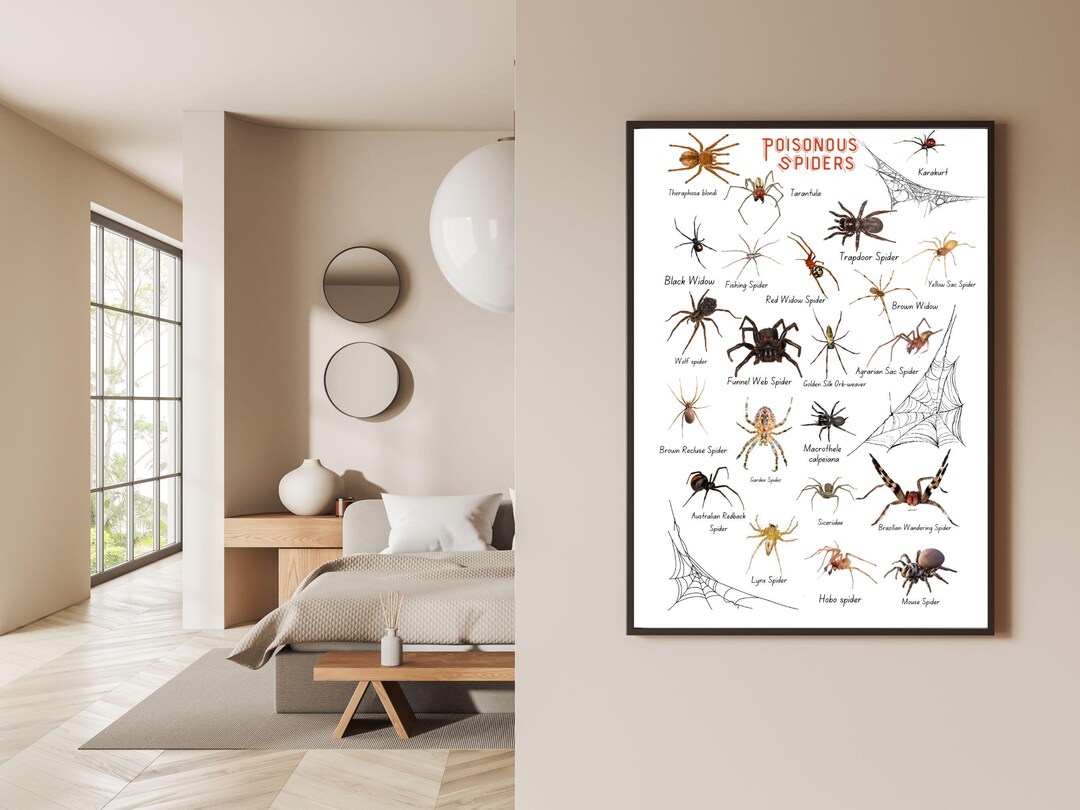 Poisonous Spiders Educational Poster - Instant Download - Printable ...