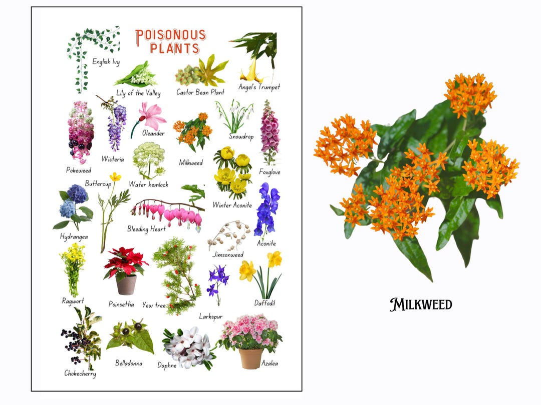 Poisonous Plants Educational Poster - Instant Digital Download - Wall ...