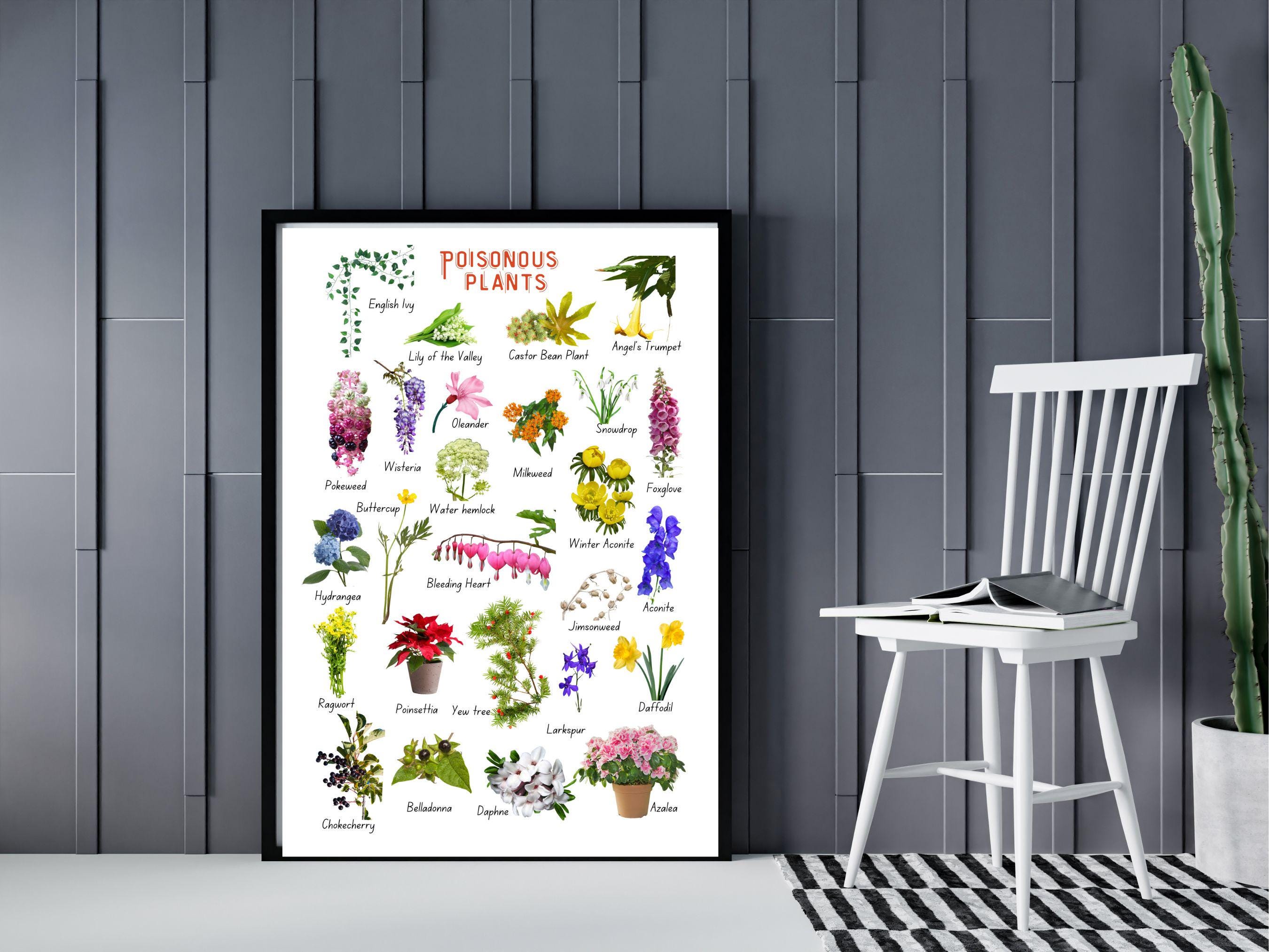 Poisonous Plants Educational Poster - Instant Digital Download - Wall ...