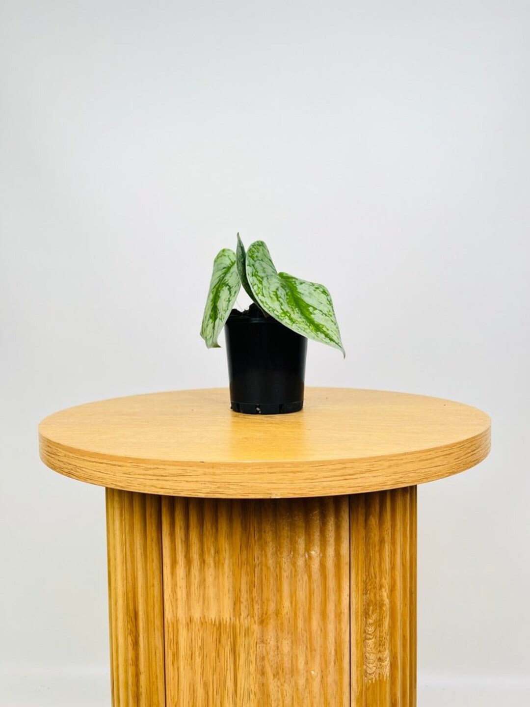 Scindapsus Pictus Dappled Dude - Etsy