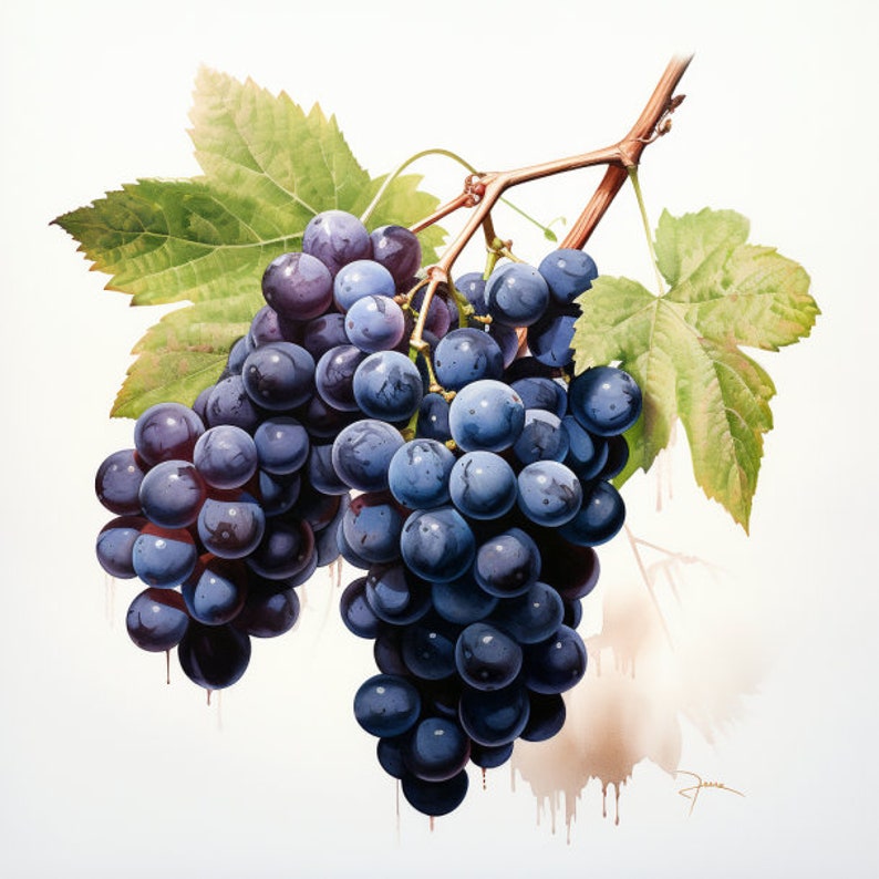 Heirloom Amazing Mix of Disease-resistant Grape Vines SEEDS for Cold ...