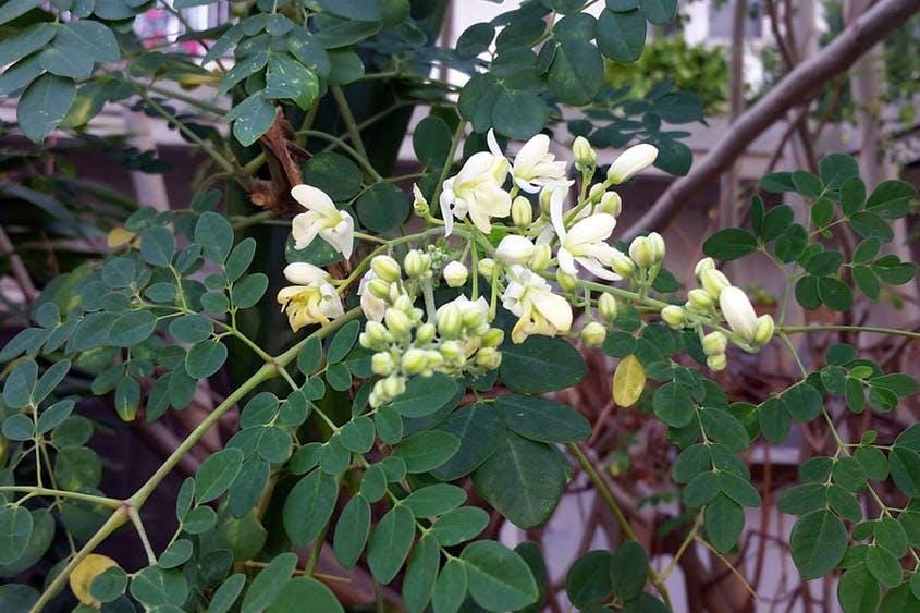 Organic Tropical Moringa Oleifera Tree Seeds Malunggay Seeds Drumstick ...