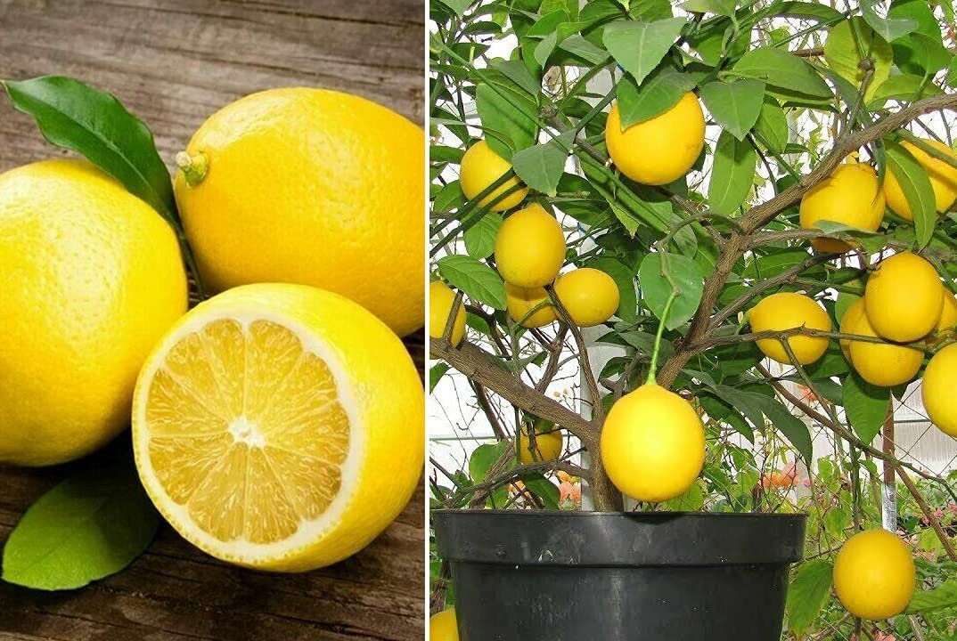 Premium Edible Organic Eureka Lemon Fruit Seeds, Exotic Tropical Citrus Bonsai Lemon Plant Seeds ...