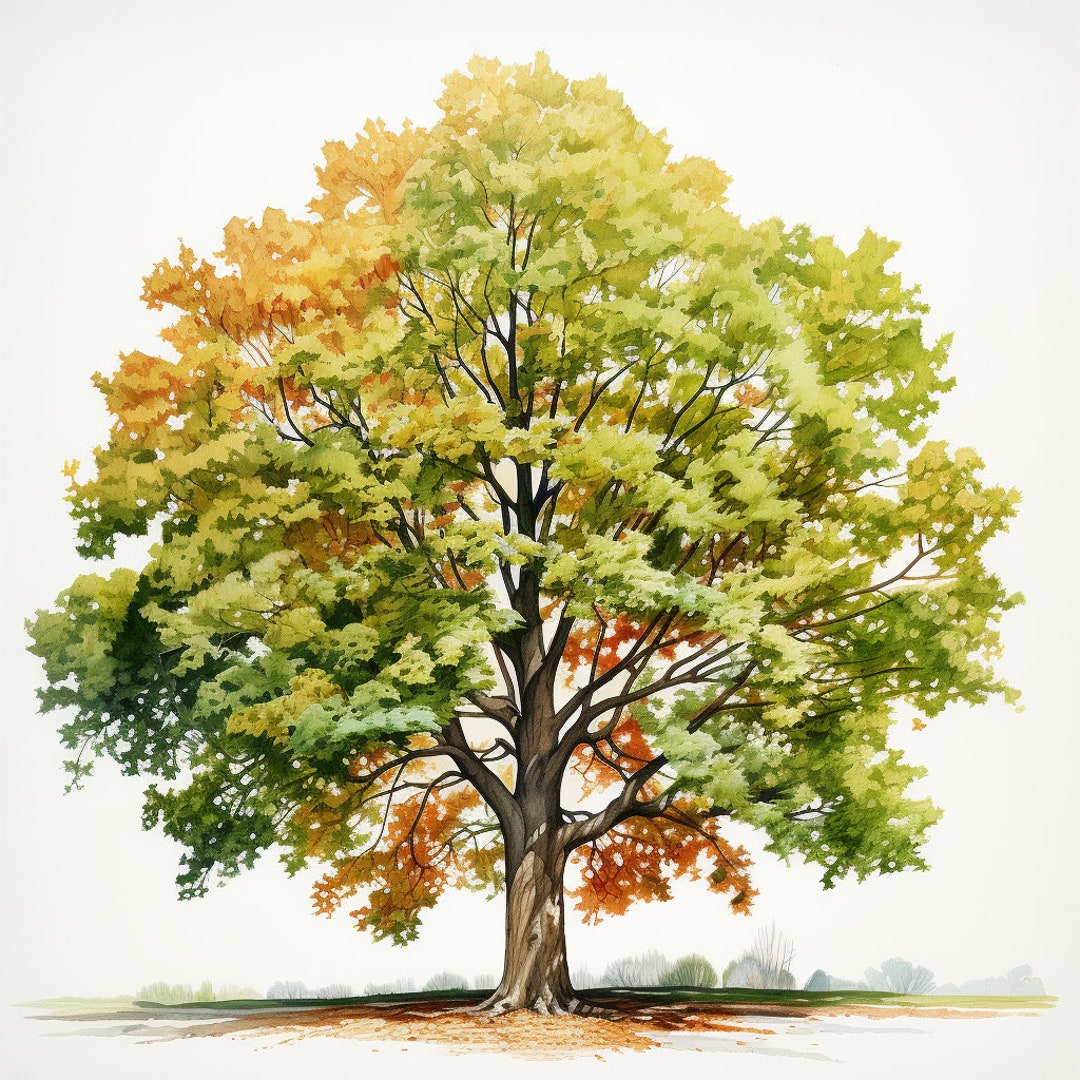 25 Sugar Maple Tree Seeds acer Saccarum Stunning Fall Color, Heirloom ...