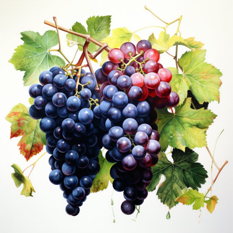 Heirloom Amazing Mix of Disease-resistant Grape Vines SEEDS for Cold ...