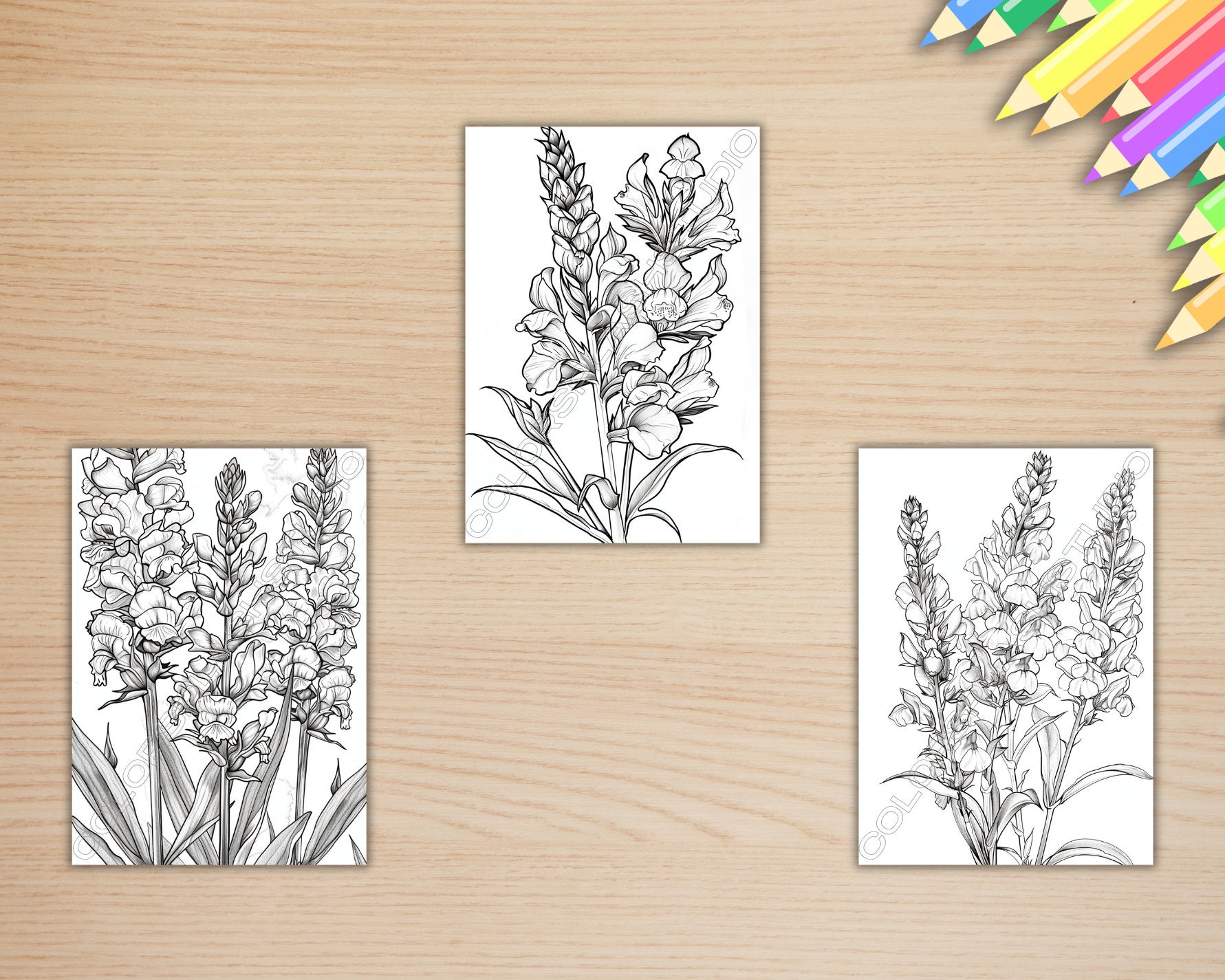 20 Beautiful Snapdragon Fower Coloring Pages Made for Kids and Adults ...