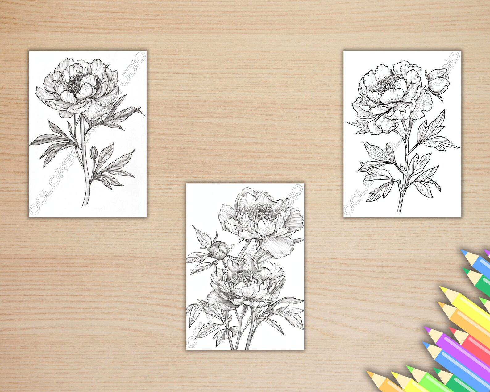 20 Beautiful Peony Flowers Coloring Pages for Kids and Adults, Flower ...