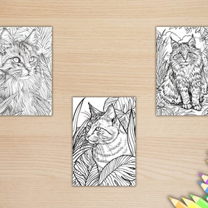 20 Beautiful Cats in the Wild Coloring Pages Made for Kids and Adults ...