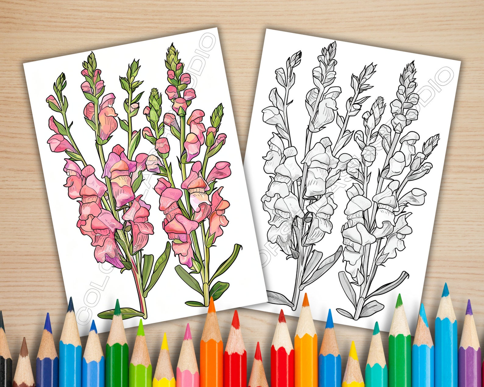 20 Beautiful Snapdragon Fower Coloring Pages Made for Kids and Adults ...