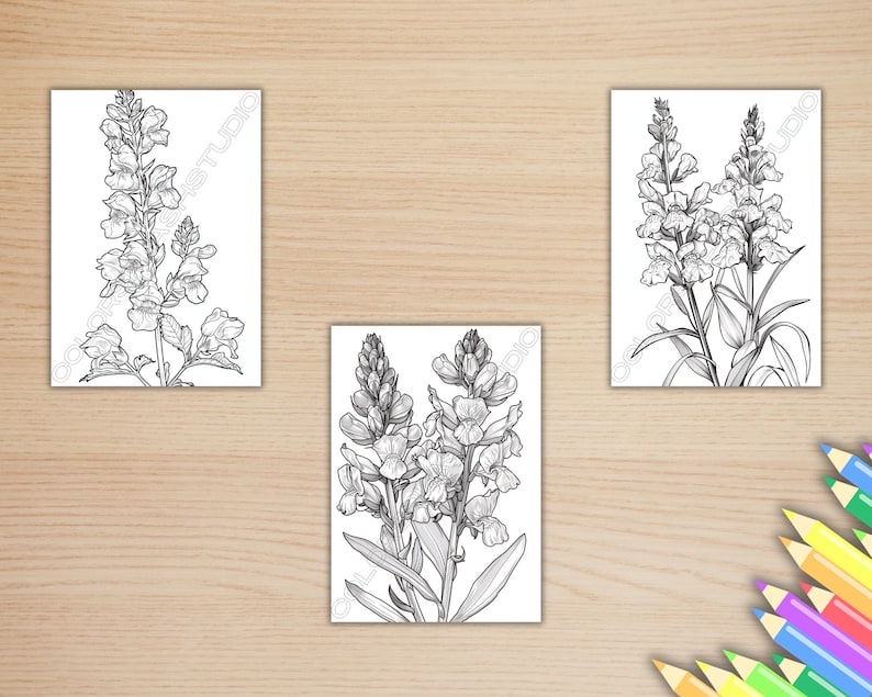 20 Beautiful Snapdragon Fower Coloring Pages Made for Kids and Adults ...