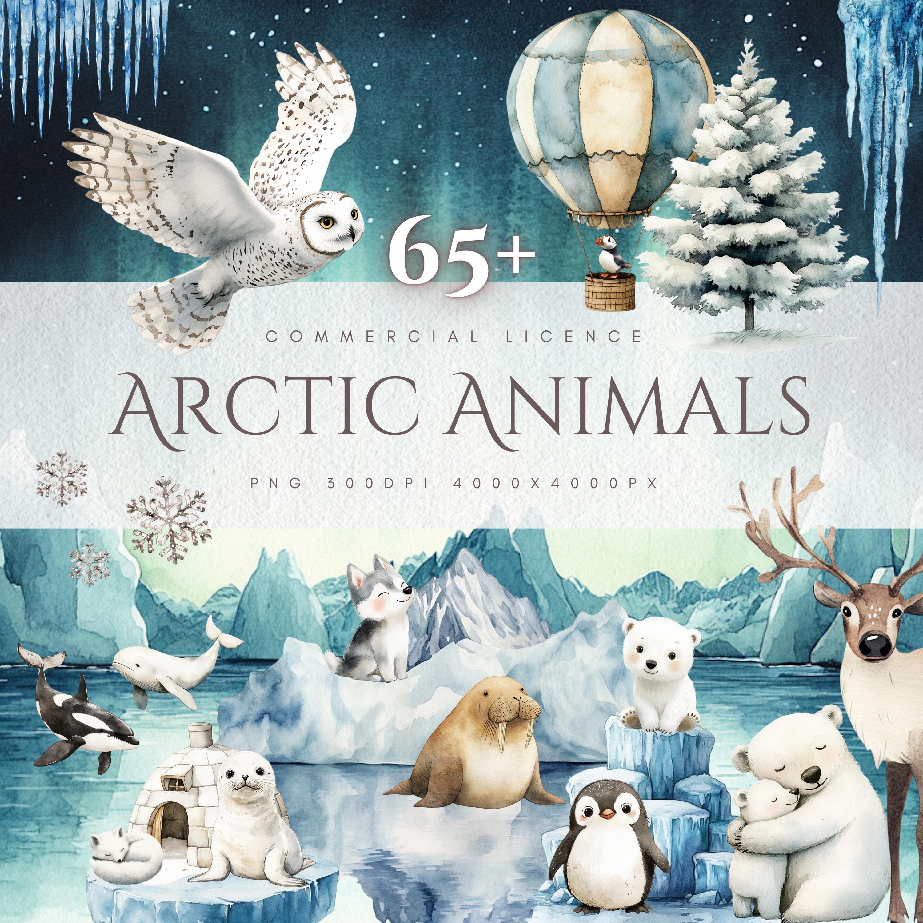 Arctic Animals Clipart PNG Watercolor Polar Animals Winter Nursery ...