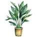 Watercolor House Plant, Foliage, Monstera Leaf, Potted Plant, Cactus ...
