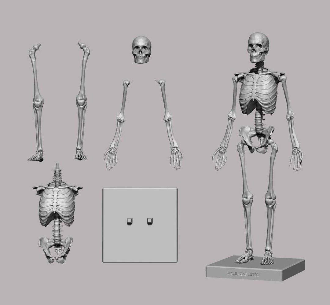 Skeleton Stl 3D Print File - Etsy