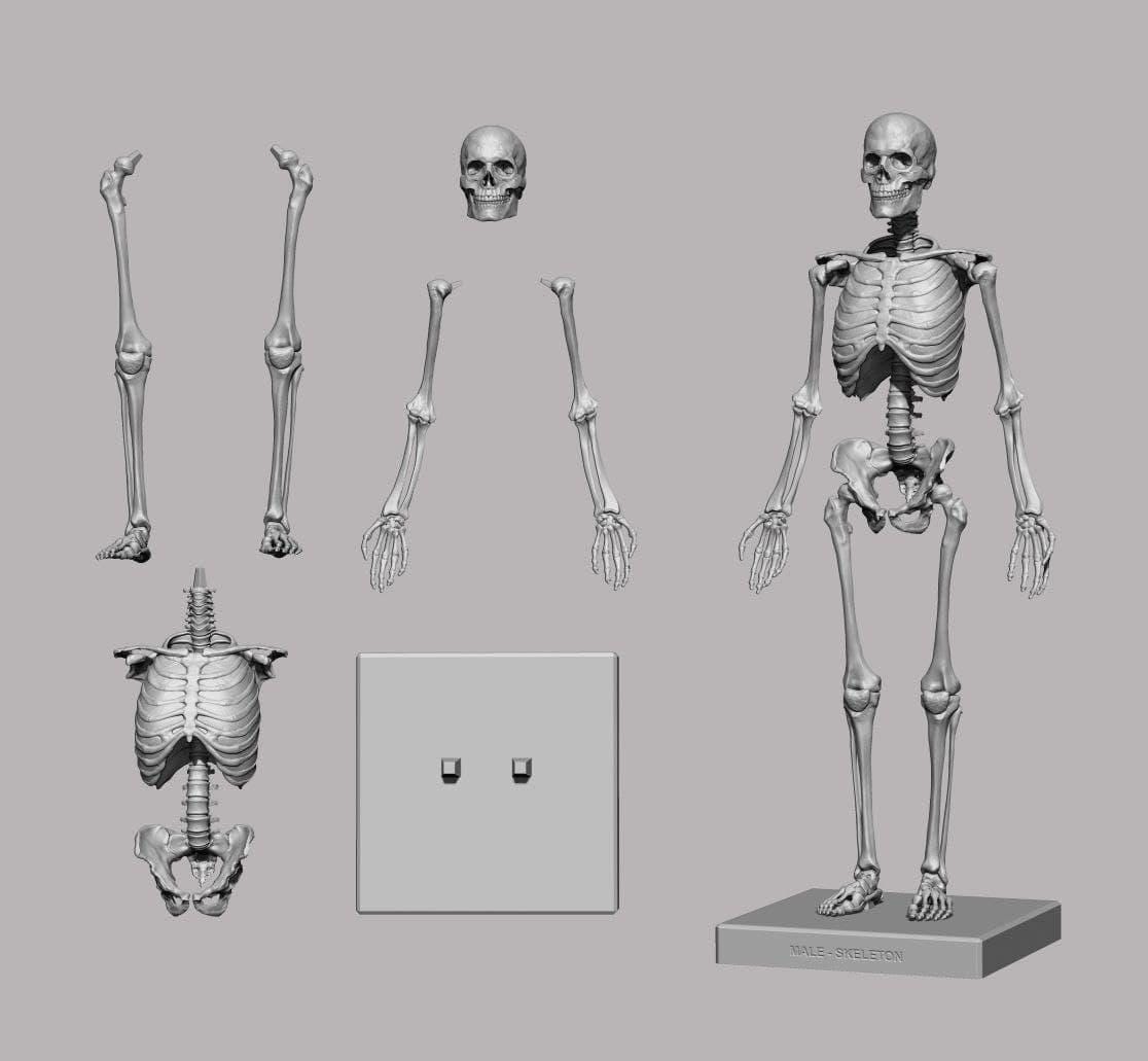 Skeleton Stl 3D Print File - Etsy