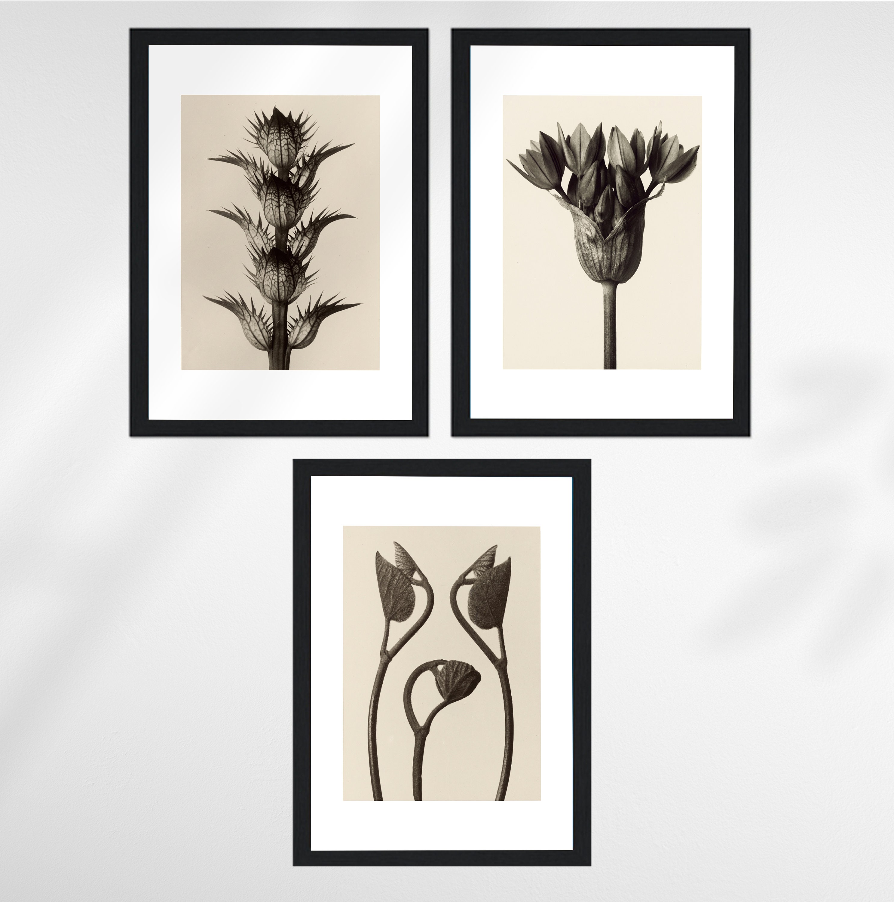 Botanische Galerie Wand Poster Set digitaler Download, Fotografie Vintage Pflanze Wand Dekor ...