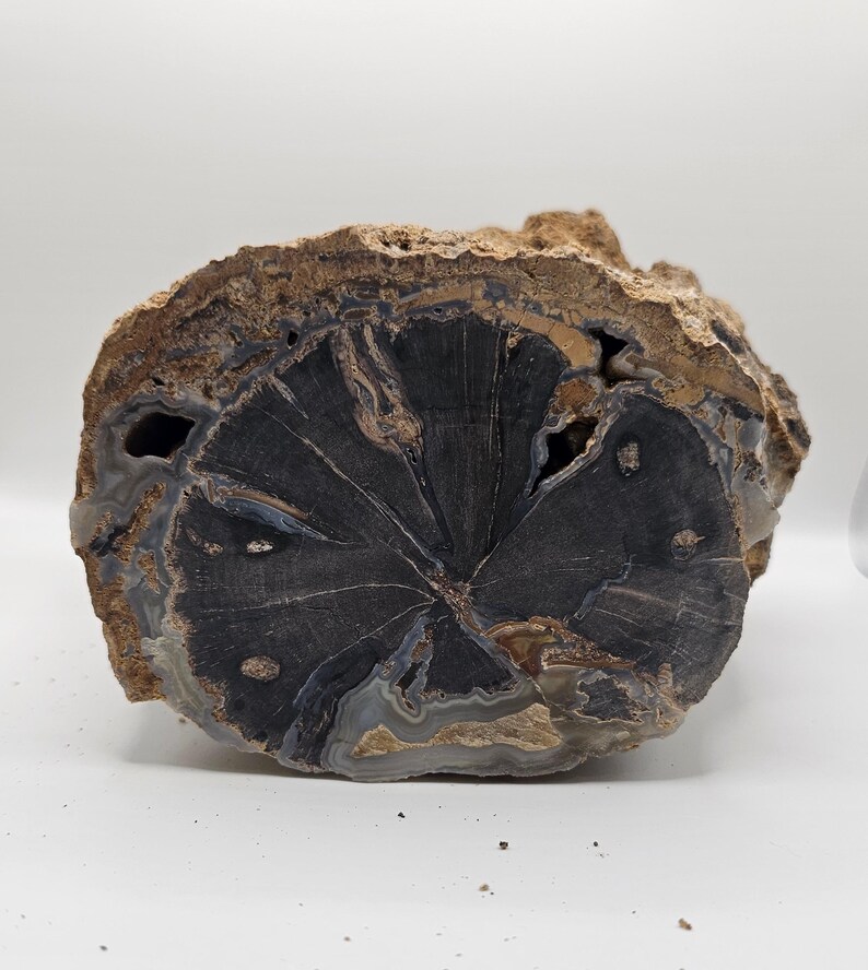 Blue Forest Wyoming Petrified Wood 6.5l X 6w X 4h - Etsy