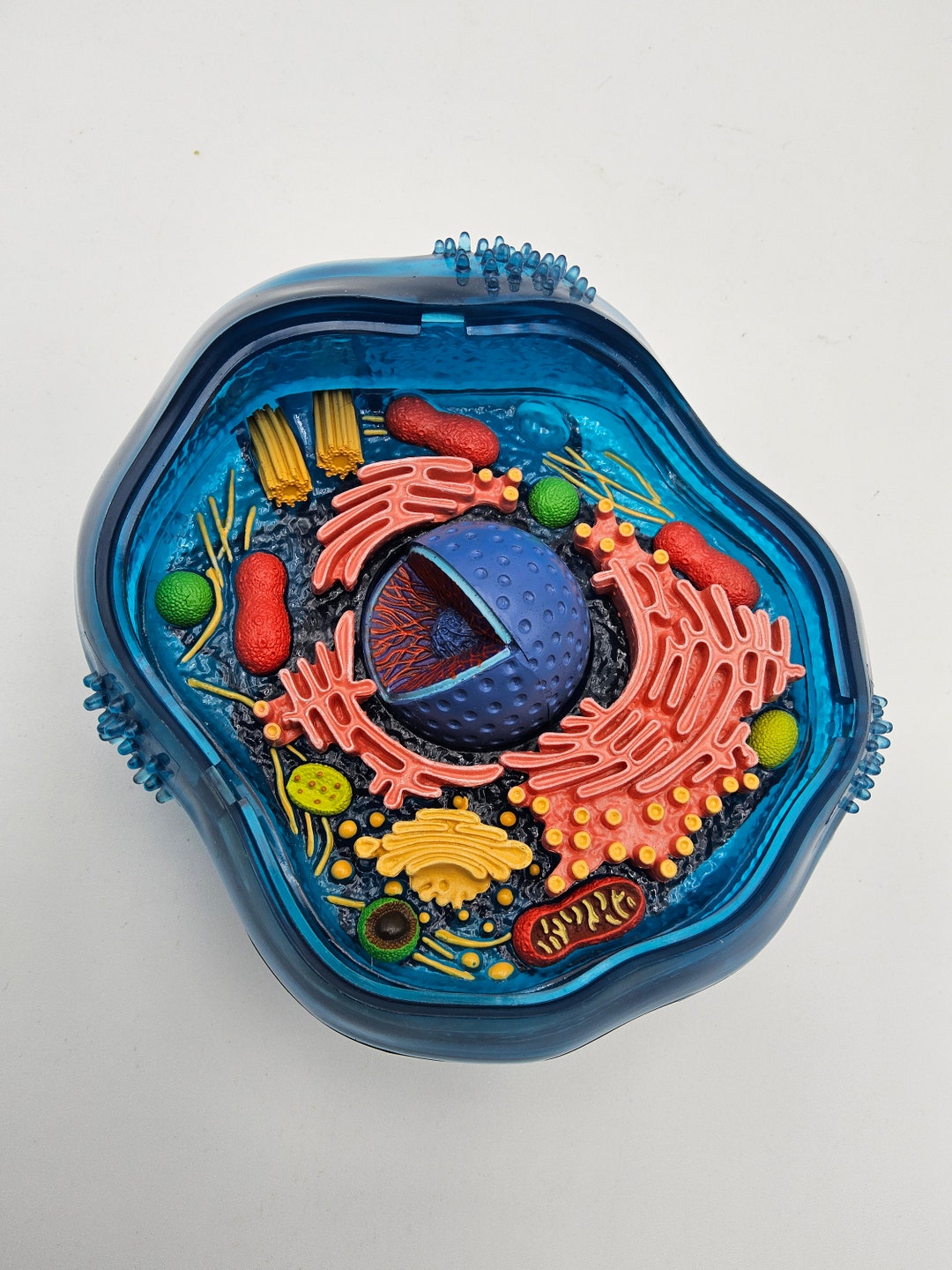 Anatomy Model of Cell Anatomical Cell Model Anatomy of a Cell Science ...