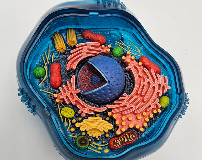 Anatomy Model of Cell Anatomical Cell Model Anatomy of a Cell Science ...