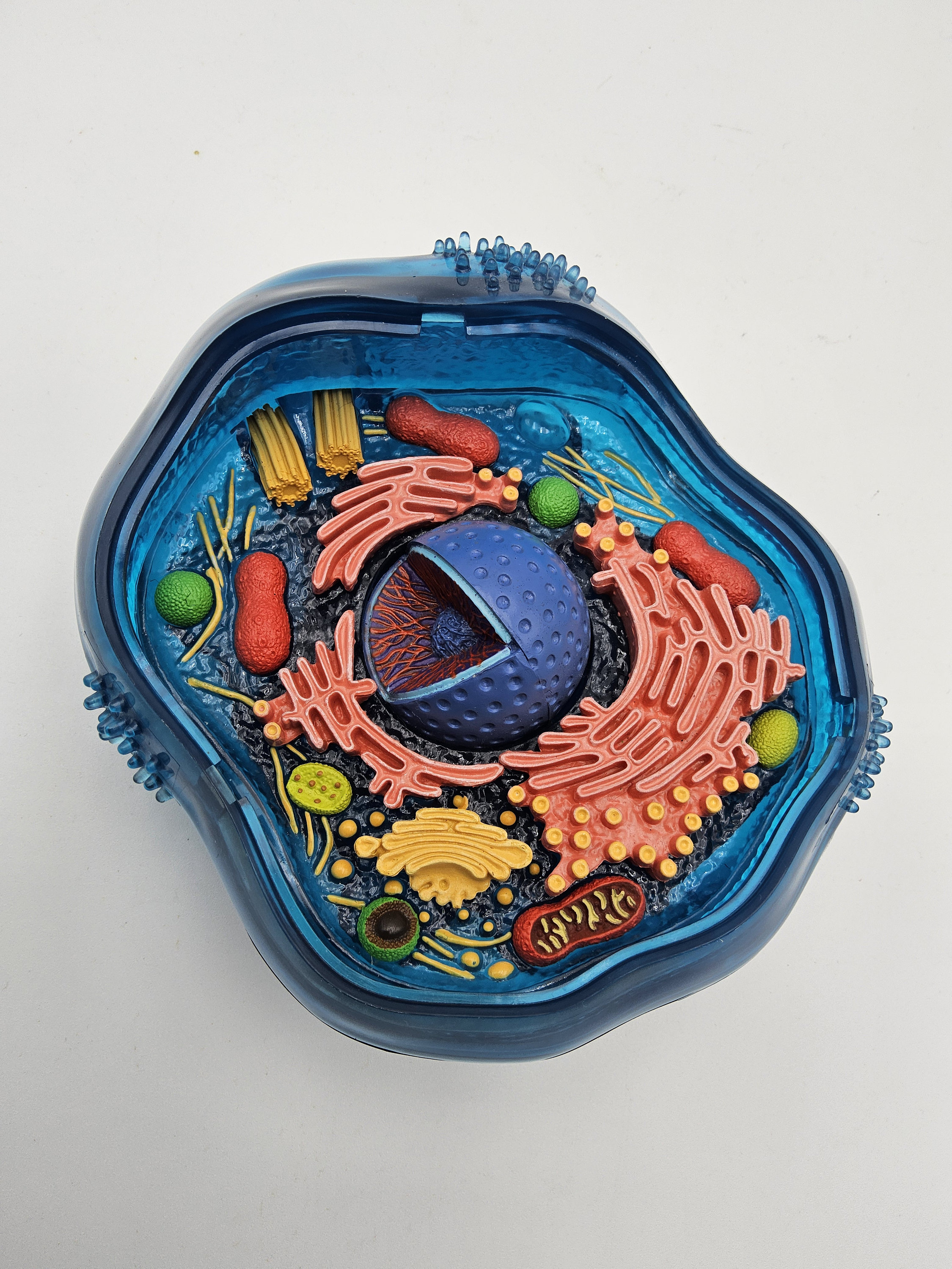 Anatomy Model of Cell Anatomical Cell Model Anatomy of a Cell Science ...