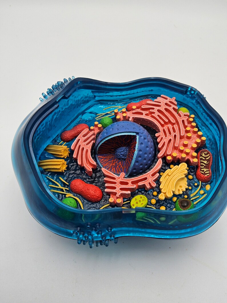 Anatomy Model of Cell Anatomical Cell Model Anatomy of a Cell Science ...