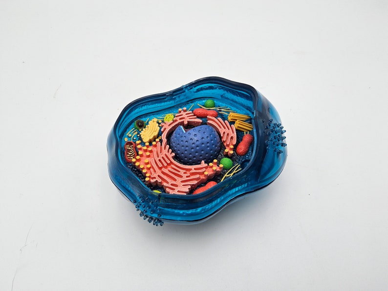 Anatomy Model of Cell Anatomical Cell Model Anatomy of a Cell Science ...