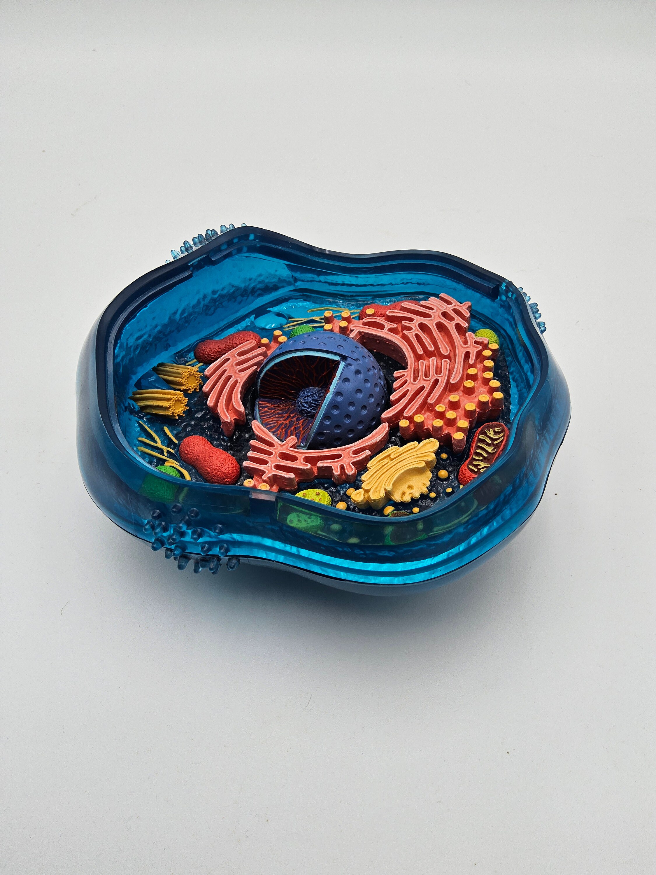 Anatomy Model of Cell Anatomical Cell Model Anatomy of a Cell Science ...