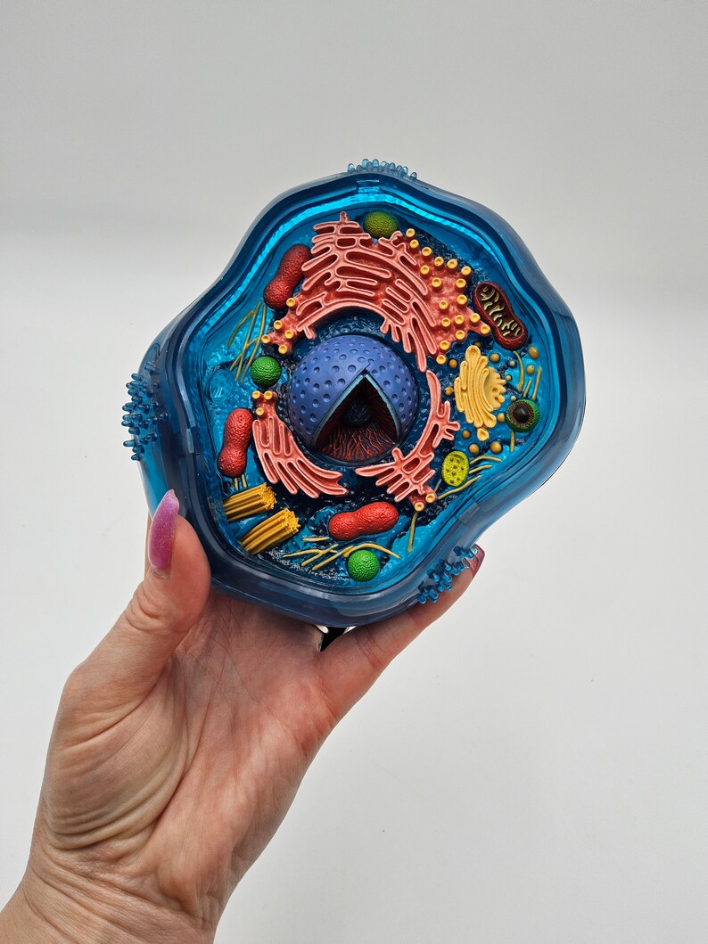 Anatomy Model of Cell Anatomical Cell Model Anatomy of a Cell Science ...