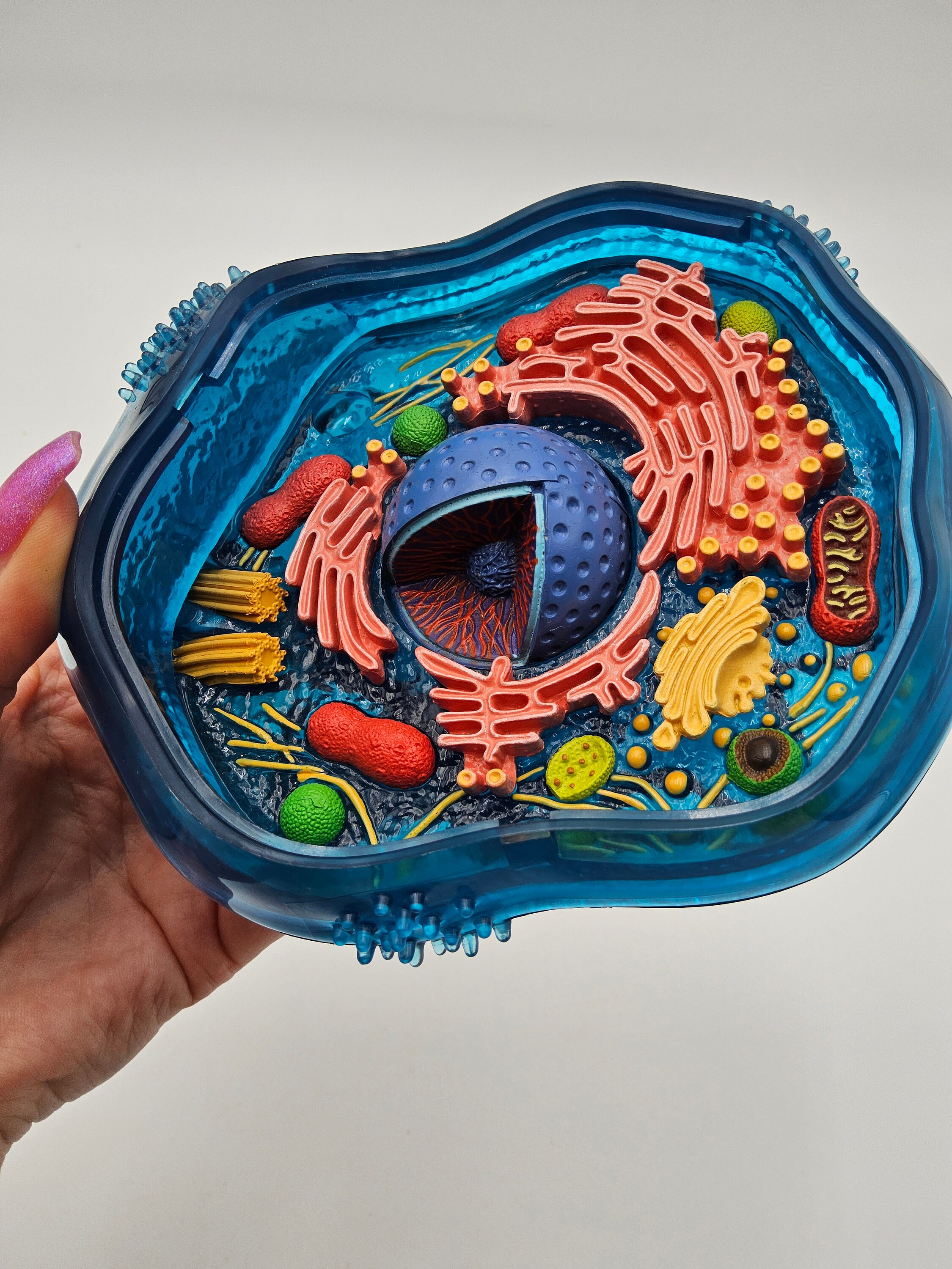 Anatomy Model of Cell Anatomical Cell Model Anatomy of a Cell Science ...