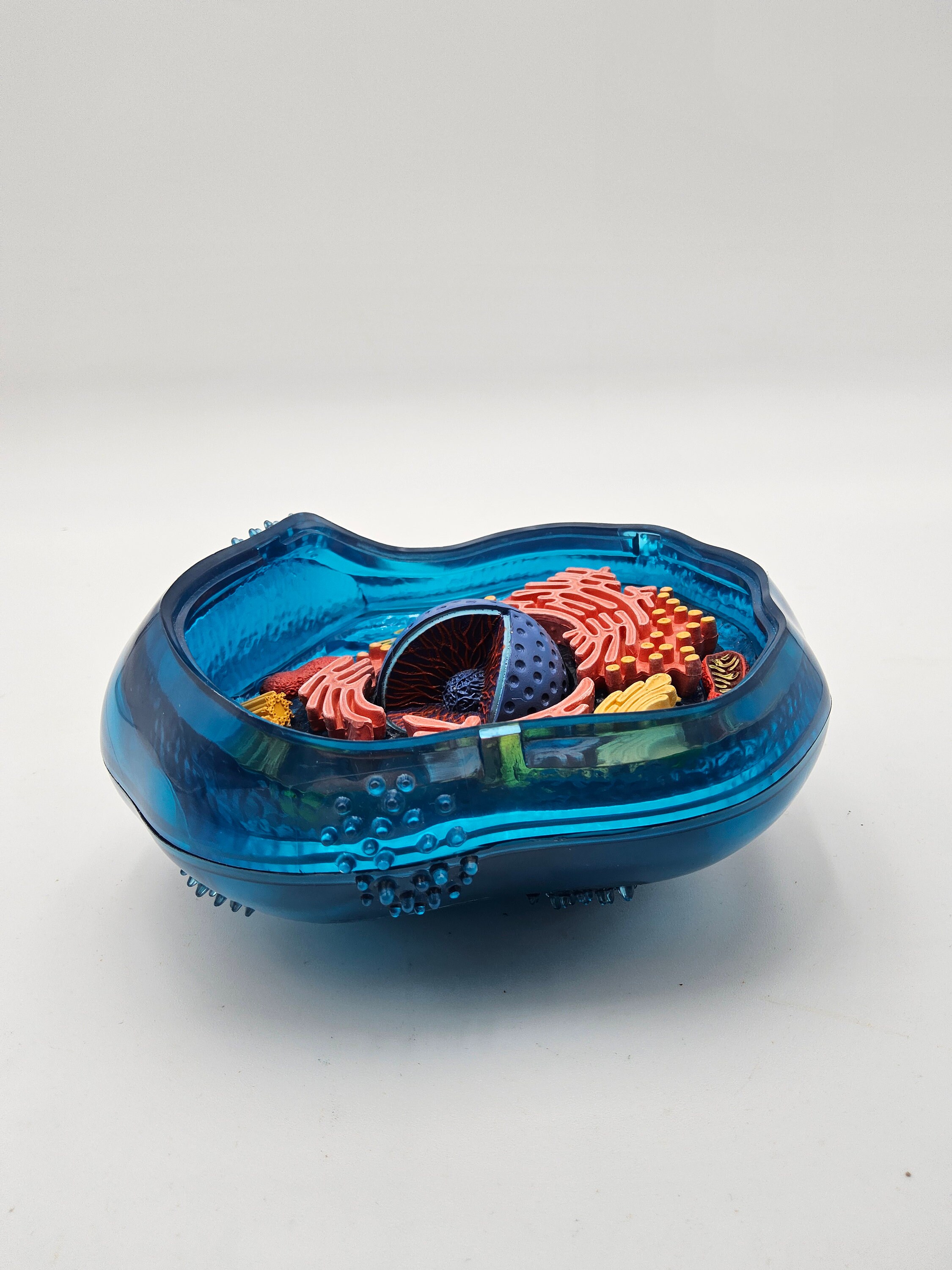 Anatomy Model of Cell Anatomical Cell Model Anatomy of a Cell Science ...
